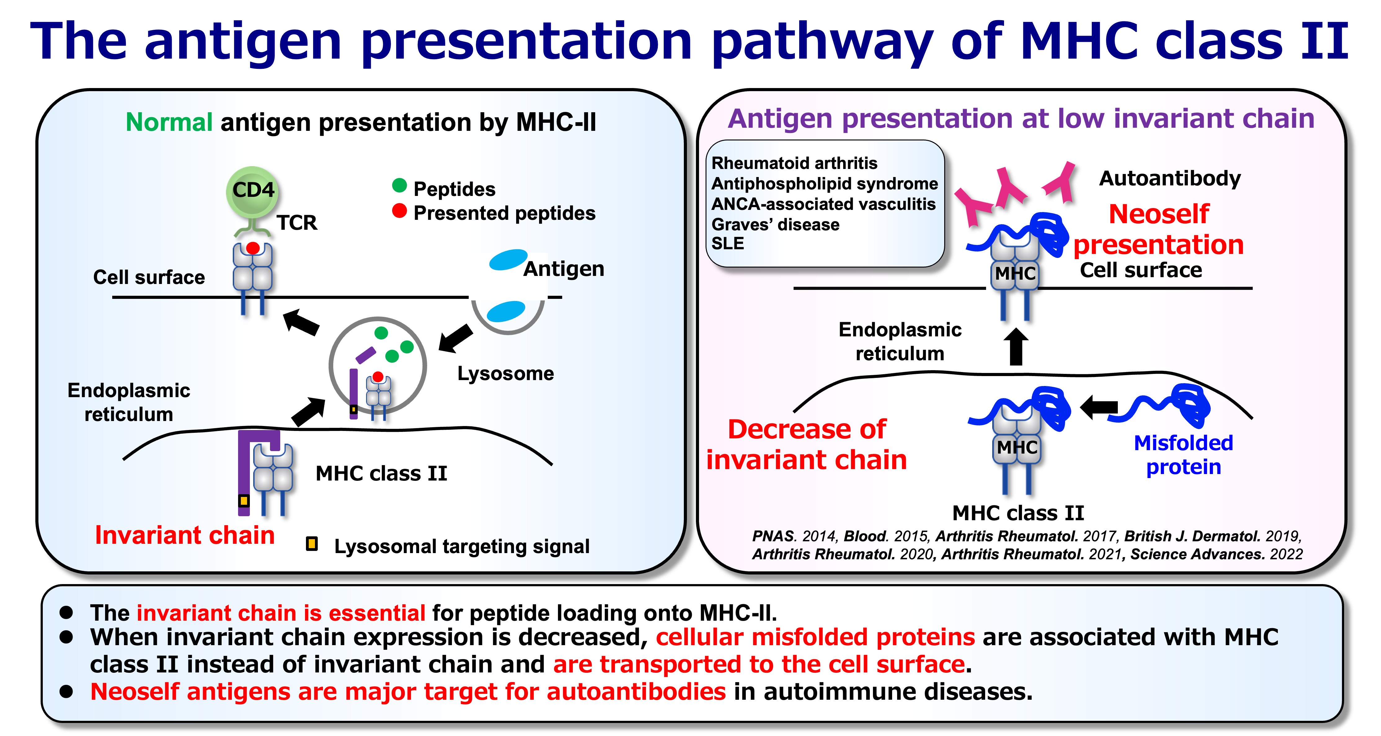 Autoimmunity through neoself antigen presentation by MHC class II
